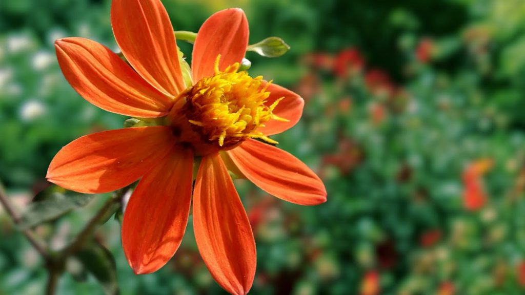 Dalia, la reina coronada de la flora mexicana. – TVCEIICH